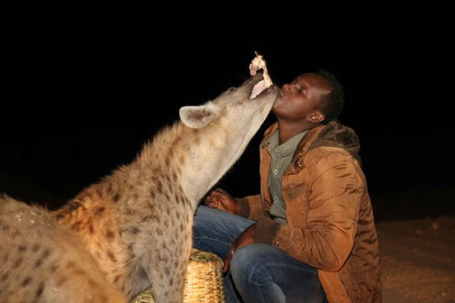 Feeding Hyenas: The Fascinating culture of Harar - Anbessa Travel